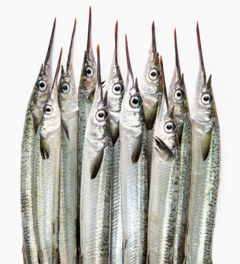 wow-ferguson-australia-garfish | WOW Creative. Your Brand Agency.